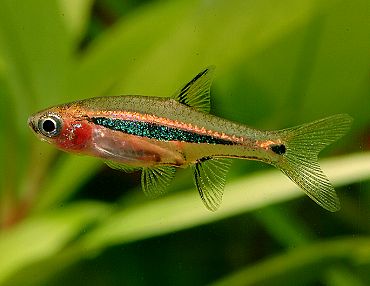 Aqua.c1ub.net - ซิวหนู (Mosquito rasbora)