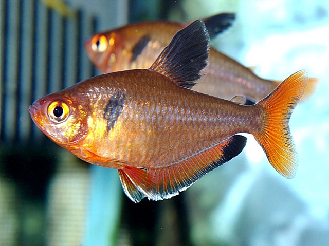 Aqua.c1ub.net - Serpae tetra